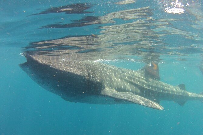 Small-Group Whale Shark and Snorkeling Tour from Cancun - Summary