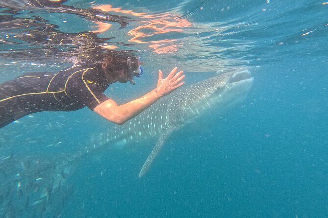 Small group whale shark experiences in La Paz - Small Group Whale Shark Experiences in La Paz: A Comprehensive Review