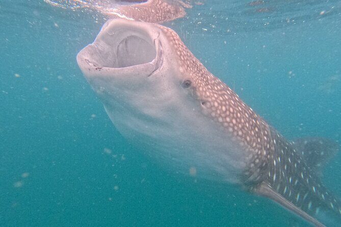 Small group whale shark experiences in La Paz - Key Points