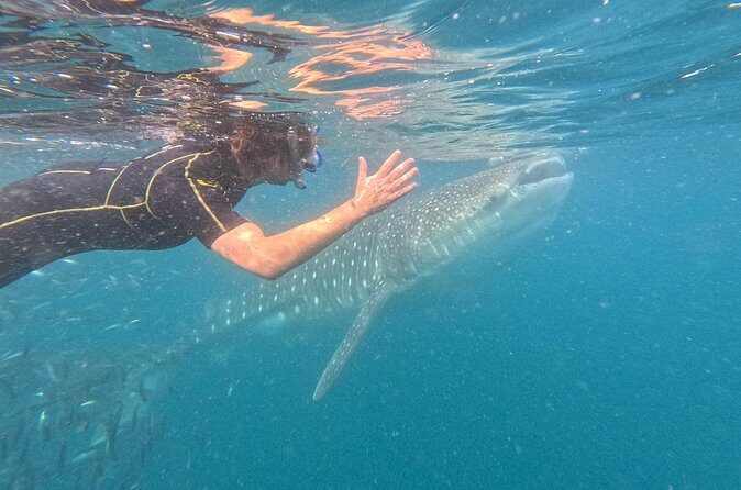 Small group whale shark experiences in La Paz - What Travelers Say: Authentic Experiences and Caveats