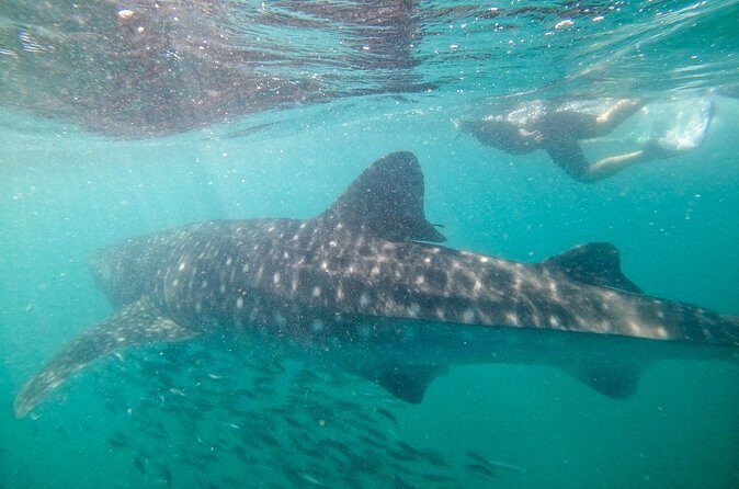 Small group whale shark experiences in La Paz - Practical Tips for Travelers