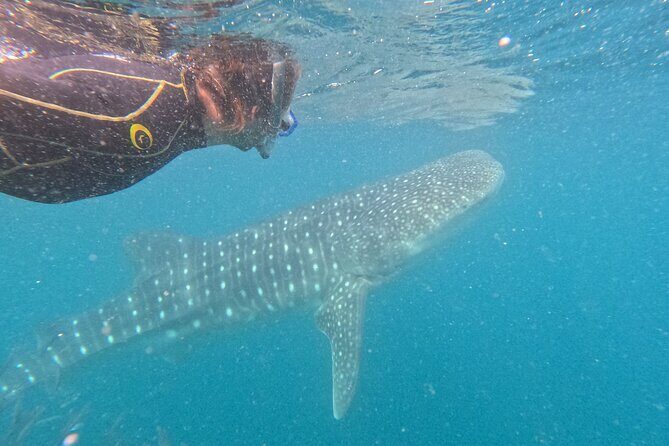 Small group whale shark experiences in La Paz - Who Is This Tour Best For?