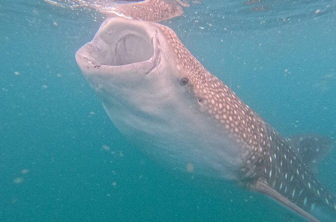 Small group whale shark experiences in La Paz - FAQ
