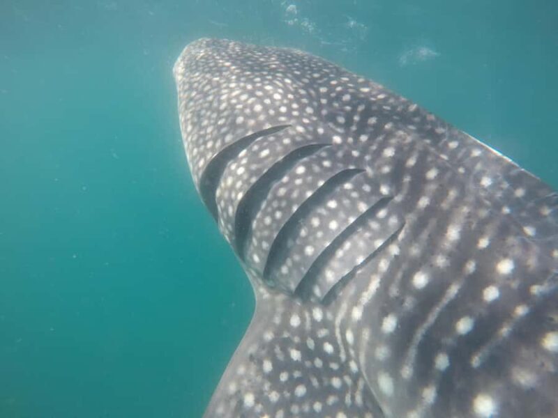 Small group Whale Shark snorkeling in La Paz, BCS, Mexico - What to Expect from the Tour