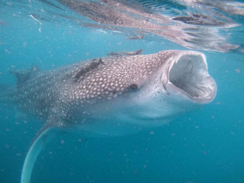 Small group Whale Shark snorkeling in La Paz, BCS, Mexico - The Logistics and Practicalities