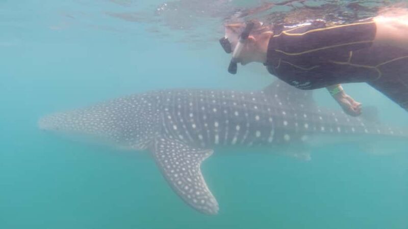 Small group Whale Shark snorkeling in La Paz, BCS, Mexico - Why This Tour Offers Good Value