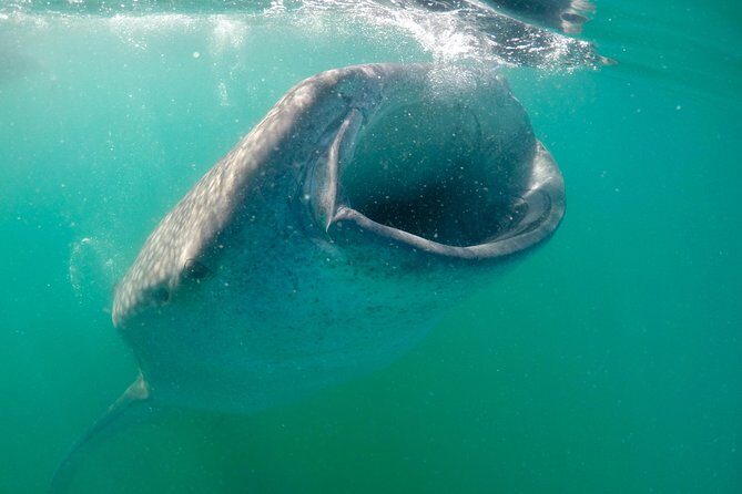 Small group Whale Shark snorkeling in La Paz BCS MX - An In-Depth Look at the Whale Shark Snorkeling Tour in La Paz