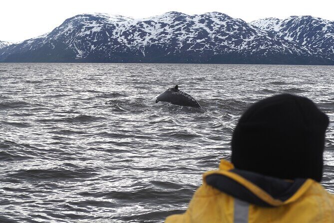 Small group Whale watching - Key Points