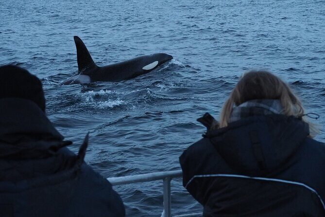 Small group Whale watching - A Closer Look at the Whale Watching Experience in Alta