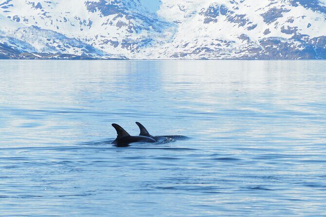 Small group Whale watching - FAQ
