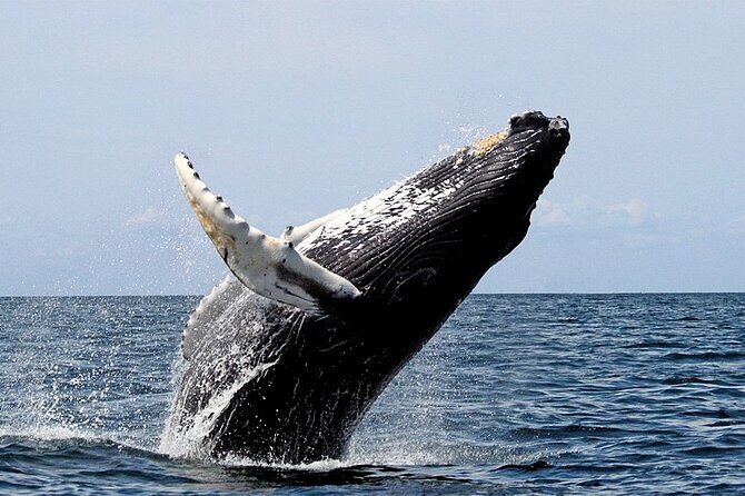 Small-Group Whale Watching in Baja Mexico - Key Points
