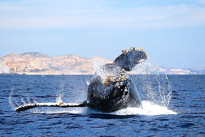 Small-Group Whale Watching Zodiac Boat Cruise in Cabo San Lucas - An Honest Look at the Experience