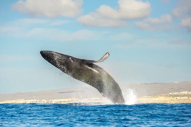 Small-Group Whale Watching Zodiac Boat Cruise in Cabo San Lucas - Cost & Value Analysis