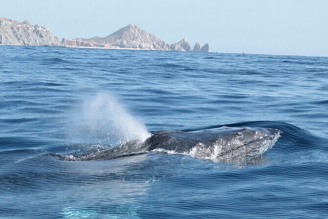 Small-Group Whale Watching Zodiac Boat Cruise in Cabo San Lucas - Final Thoughts