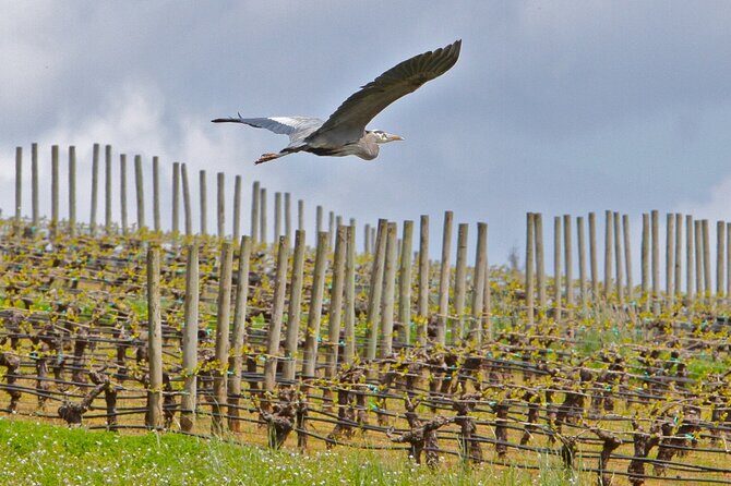 Small Group: Willamette Valley Wine Tour From Portland (Tasting Fees Included) - Authenticity, Value, and What Sets It Apart