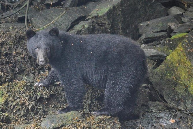 Small-Group Zodiac Wilderness Adventure from Ketchikan - The Sum Up: Who Will Love This Tour?