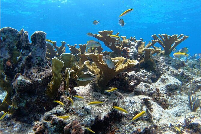 Small - Guided Shallow 2 Tank Dive Experience in Key Largo ALL GEAR INCLUDED - Who This Tour Is Best For
