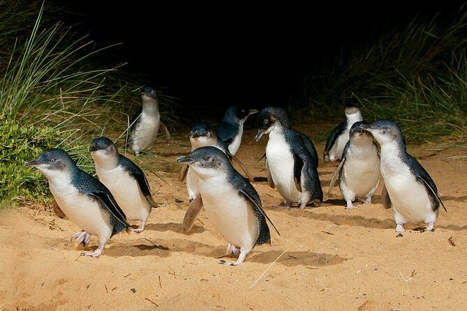 Small Tour (8 ppl) Phillip Island Hike & Penguin Parade Day Tour - Who Will Enjoy This Tour Most?