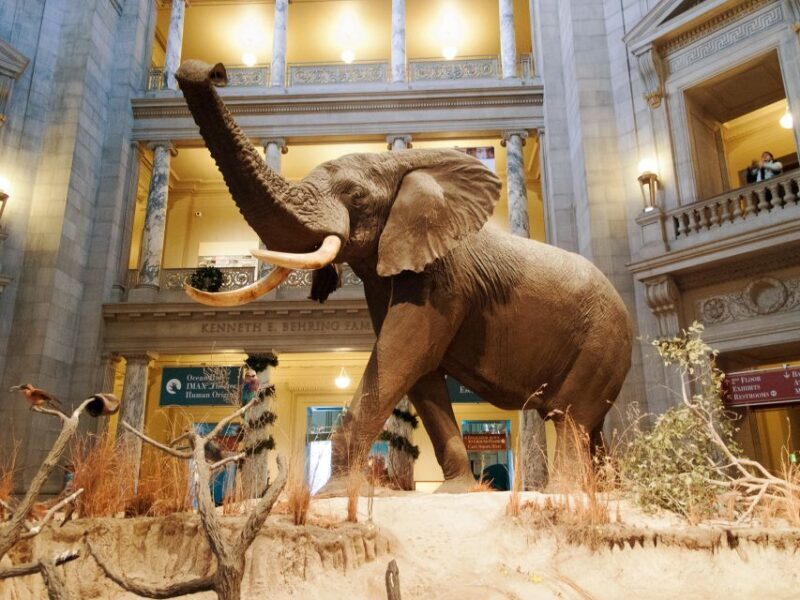 Smithsonian Natural History + Museum of American History 8pp - Reviews and Feedback from Past Travelers