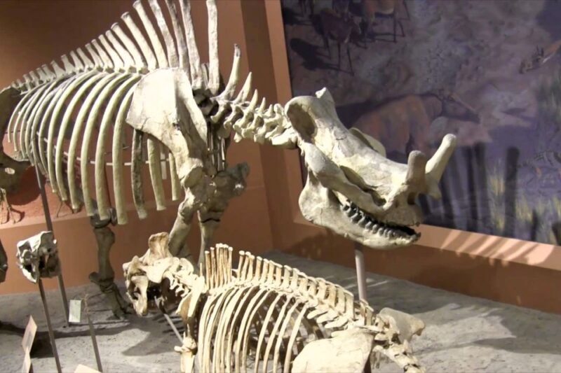 Smithsonian Natural History Museum Tour Semi-Private 8ppl - Practical Details and Value