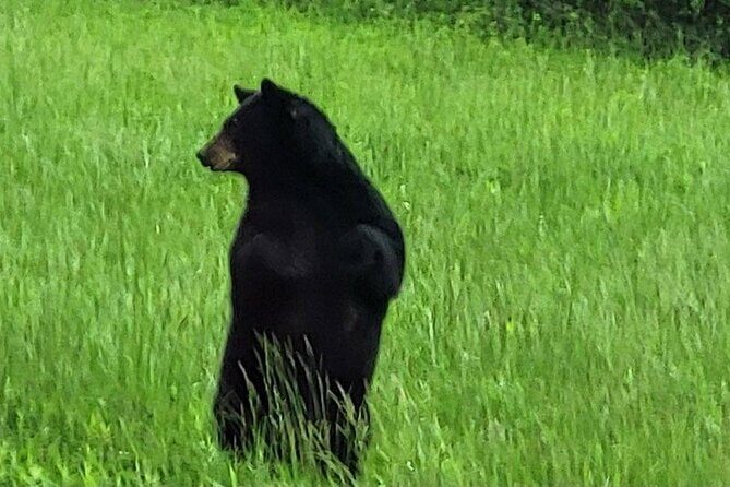 Smoky Mtn Cades Cove, RR/Logging Museum-Foothills Pky Spring Tour - The Sum Up