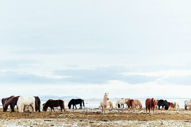 Snæfellsnes in Spanish with lunch on a farm Minibus - Final Thoughts