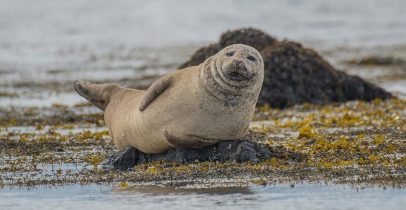 Snæfellsnes peninsula: Small Group tour by van - The Transportation: Comfort and Convenience Matter