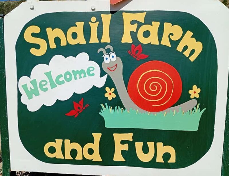 Snail and olive farm tour with table olives & homemade sweet - Introduction: An Authentic Slice of Rural Greek Life