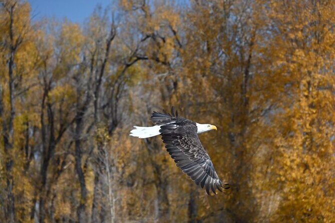 Snake River Scenic Float - The Sum Up