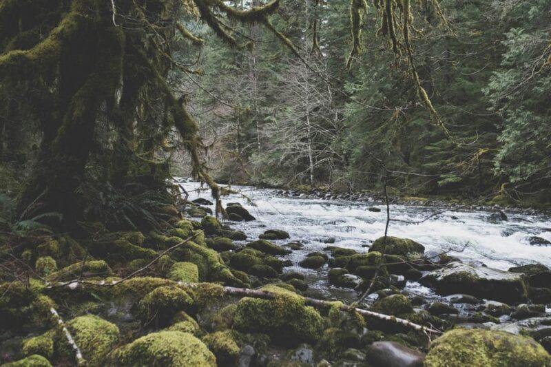 Snoqualmie, Twin Falls & Ancient Forest (Transport Included) - Who Is This Tour Best Suited For?
