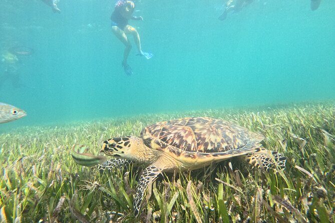Snorkel Adventure in Cancun - In-Depth Review of the Snorkel Adventure in Cancun