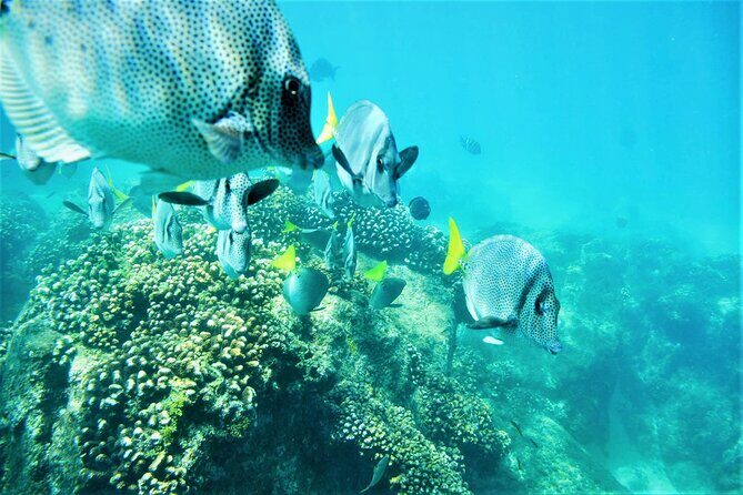Snorkel Adventure through the Sea of Cortez - Frequently Asked Questions