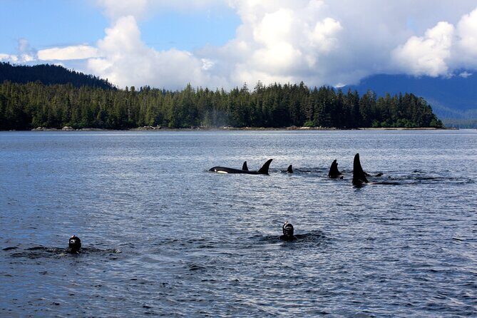 Snorkel Alaska - Who Should Consider This Tour?
