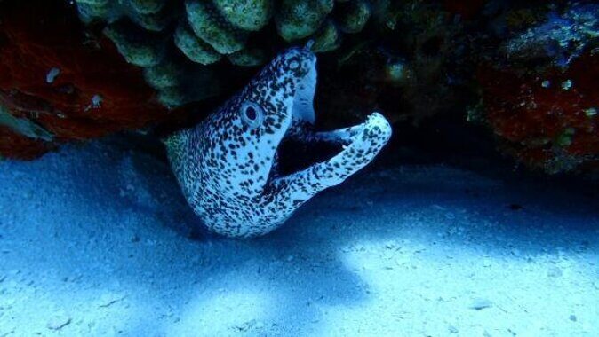 Snorkel along the coast, explore two reefs by Chivis del Mar - Key Points