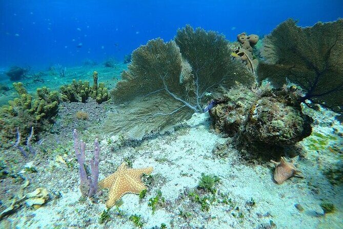 Snorkel along the coast, explore two reefs by Chivis del Mar - Paradise (Paraiso) Reef: The First Stop