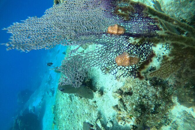 Snorkel along the coast, explore two reefs by Chivis del Mar - The Group Size and Personal Touch