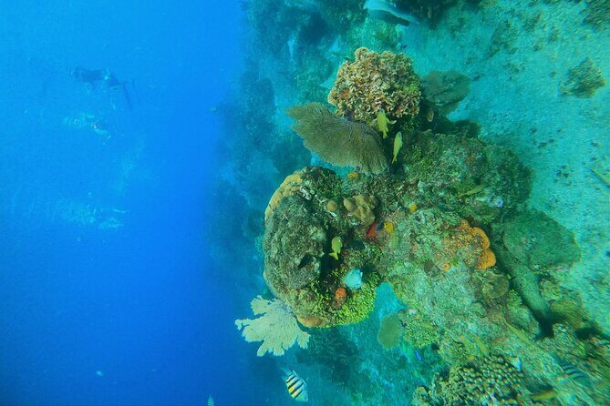 Snorkel along the coast, explore two reefs by Chivis del Mar - Price and Value