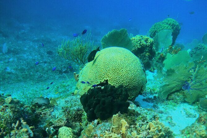 Snorkel along the coast, explore two reefs by Chivis del Mar - Accessibility and Tips