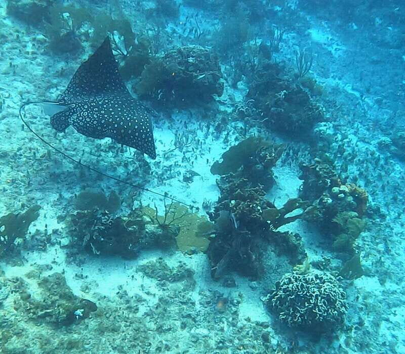 Snorkel along the coast with Chivis Del Mar. - Authentic and Responsible Marine Tourism
