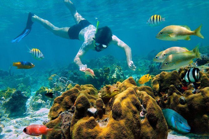 Snorkel and swim in Cozumel el Cielo Reef, Palancar and Colombia - The Dining Experience and Free Time