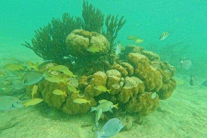 Snorkel Around Turtles in Akumal and Underground Cenote - A Guided Journey into Akumal’s Marine and Underground Wonders