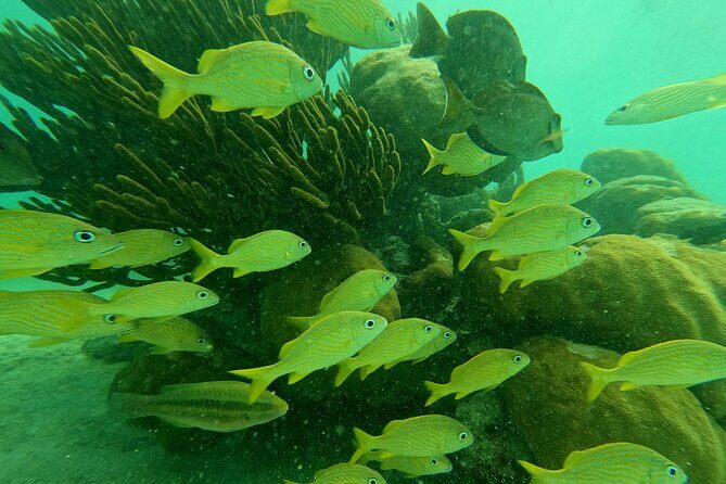 Snorkel Around Turtles in Akumal and Underground Cenote - Who Should Consider This Tour?