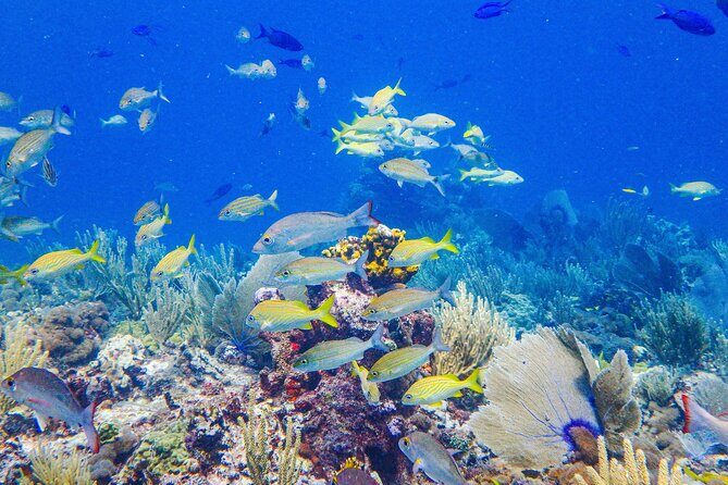 Snorkel at El Farito - The Lighthouse Reservation - Key Points