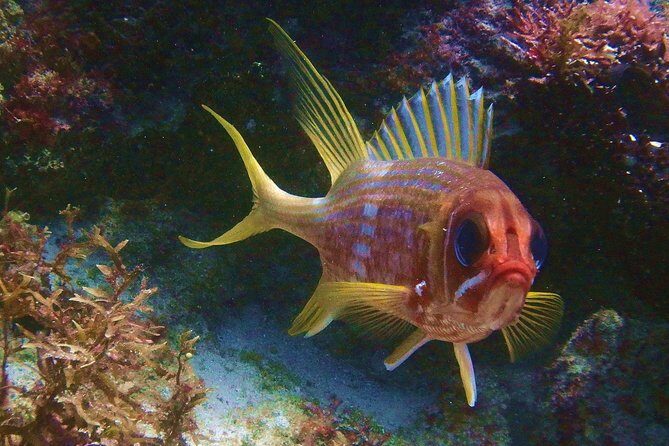 Snorkel at El Farito - The Lighthouse Reservation - Detailed Breakdown of the Experience