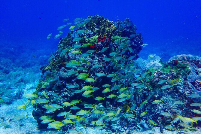 Snorkel at El Farito - The Lighthouse Reservation - Analyzing the Value