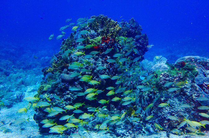 Snorkel at El Farito - The Lighthouse Reservation - Why This Tour Might Be Perfect for You