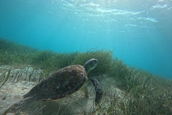 Snorkel at the Reef 2 HOURS Puerto Morelos National park - Authentic Encounters & Reviews