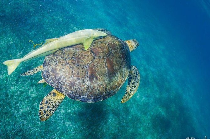 Snorkel boat tour in search of turtles - The Realistic Experience