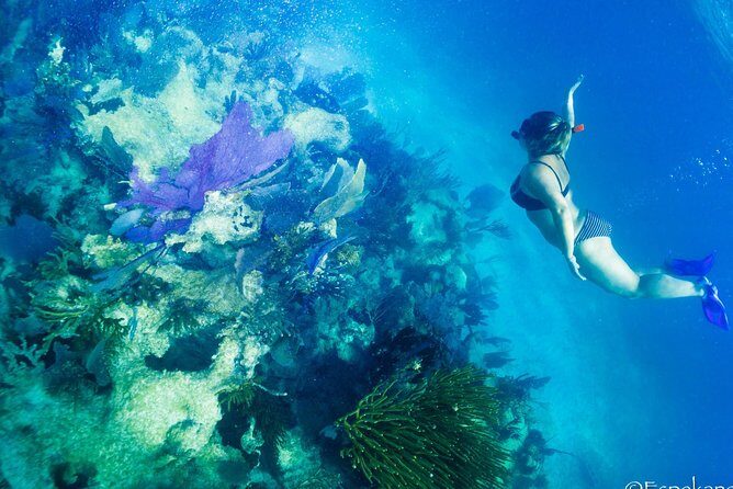 Snorkel boat tour in search of turtles - Group Size & Atmosphere