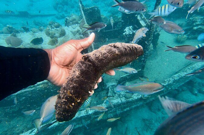 Snorkel boat trip: Sunken ship, old dutch fort & spanish bay - FAQs